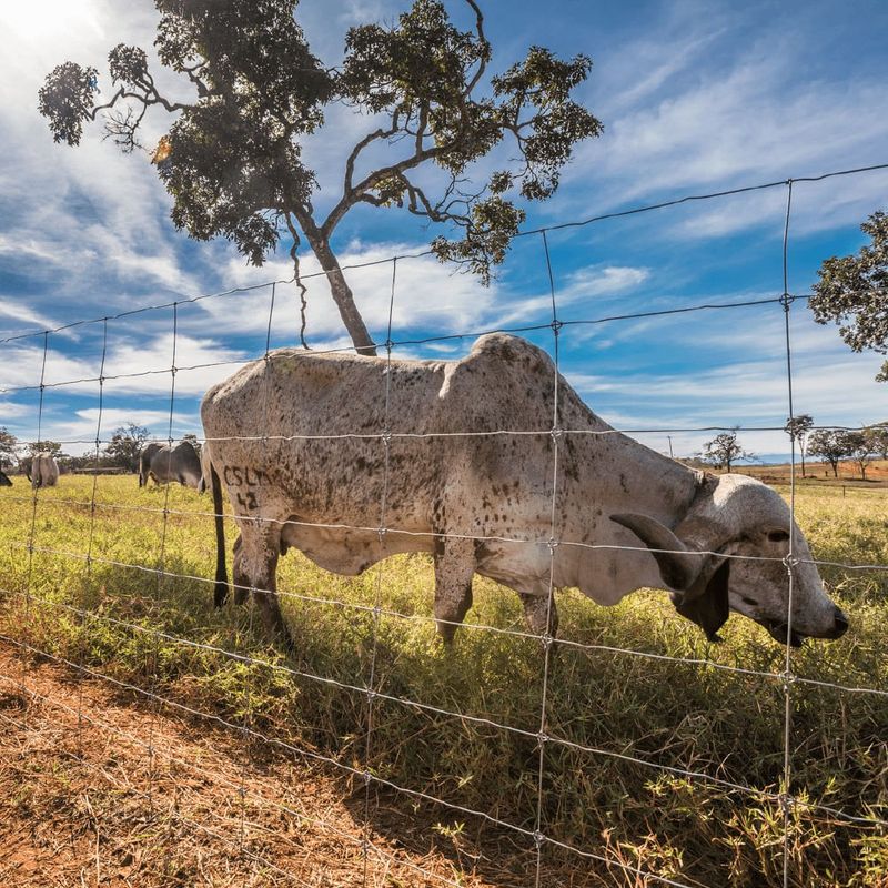 Cerca Pronta Cercar 9 Belgo - 50m | Alvorada